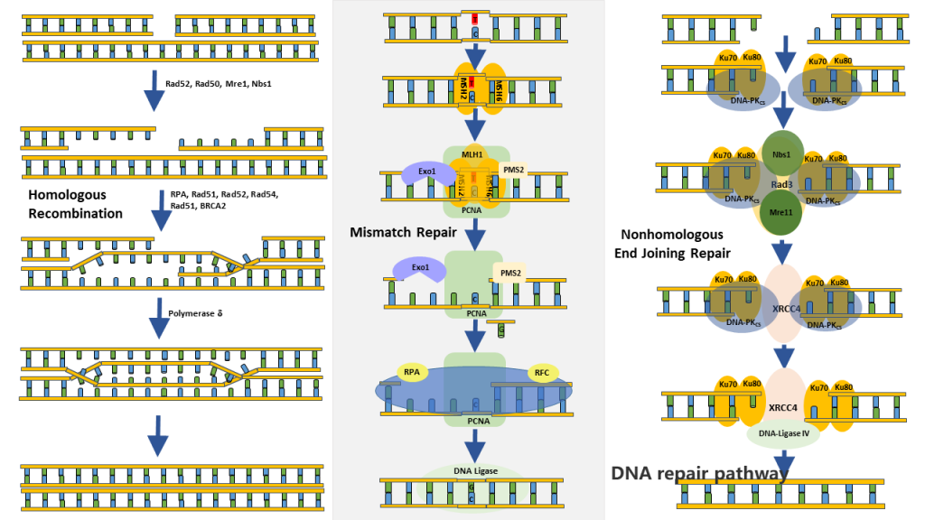 DNA repair systems - biodiscoveryjournal