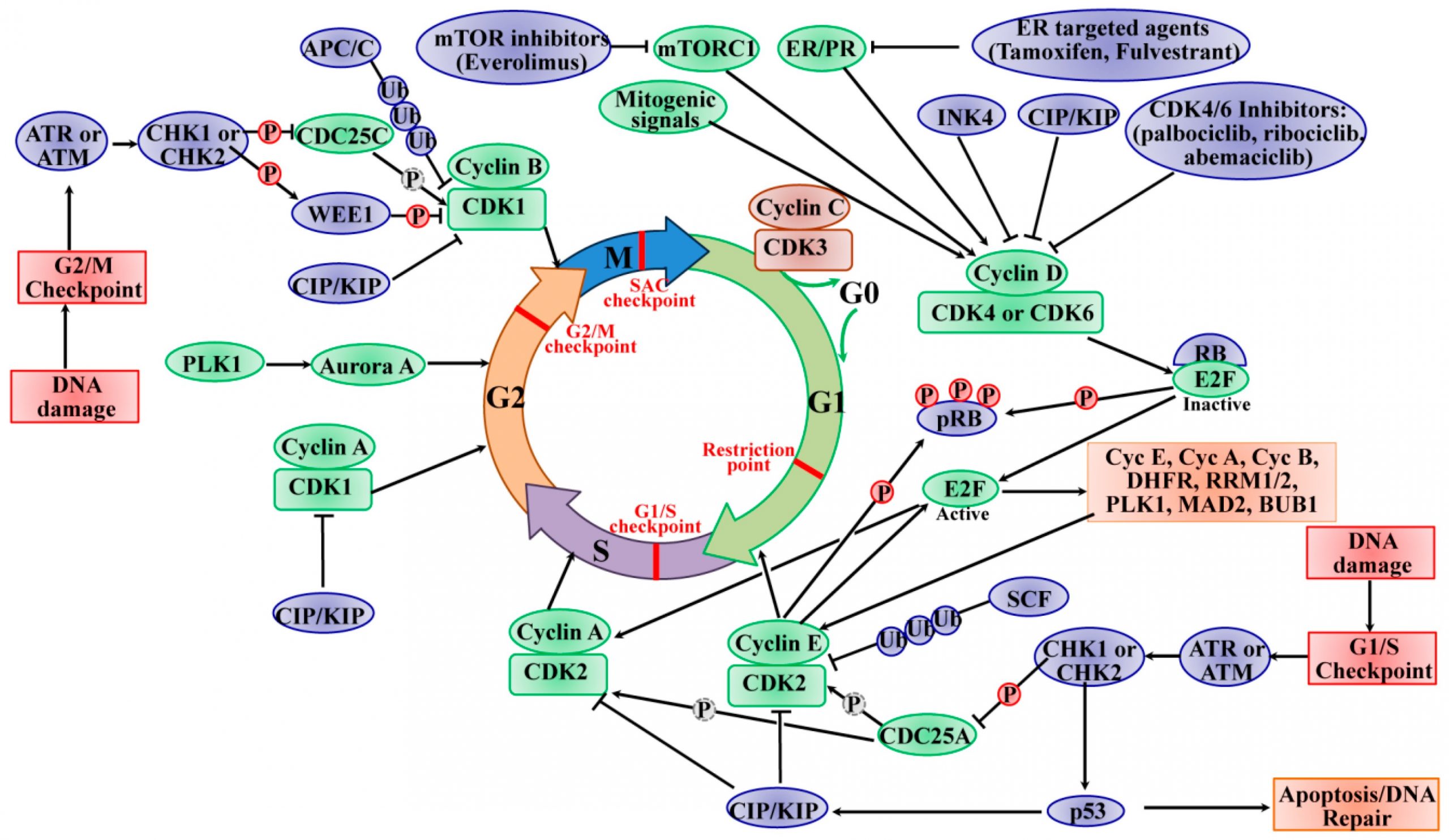 From Roscovitine to CYC202 to Seliciclib – from bench to bedside ...